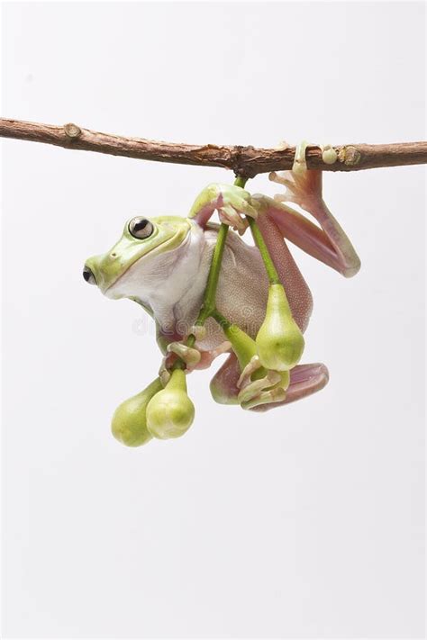 Green Tree Frog On White Background Stock Image Image Of Frog Close