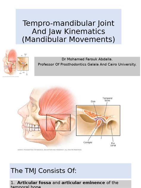 7 Tmj Pdf Musculoskeletal System Skeletal System