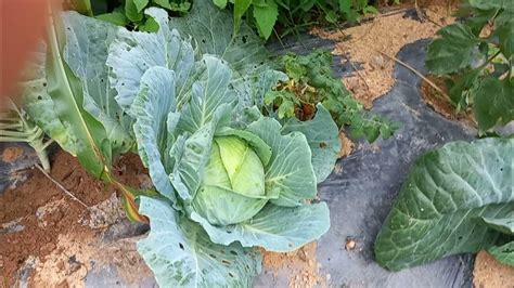 양배추 수확 처음으로 양배추를 수확하고 있습니다 양배추 재배시 특이사항 Youtube