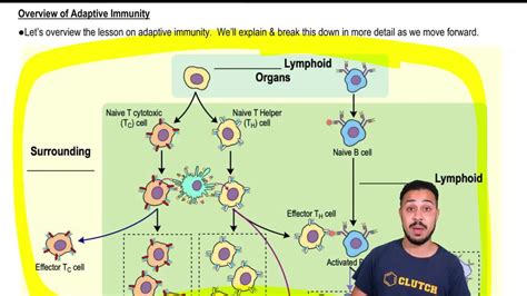 Adaptive Immune System