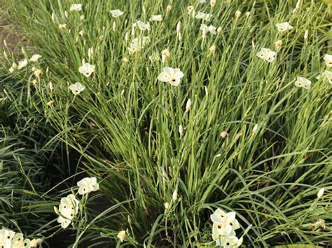 Best Plants For Erosion Control Project ODS