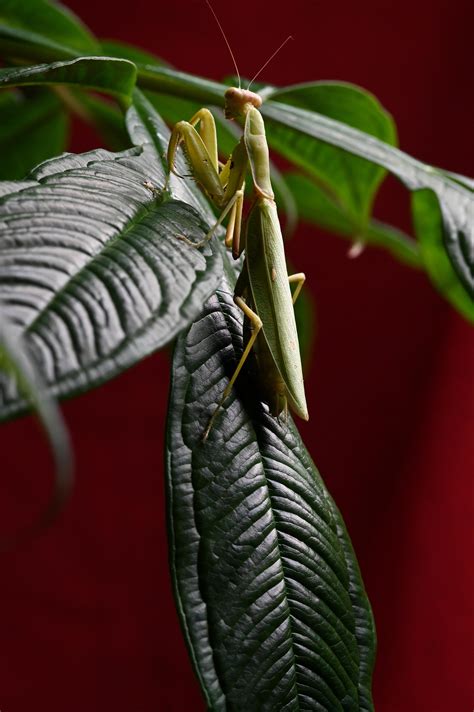 Hierodula Transcaucasica R Mantids