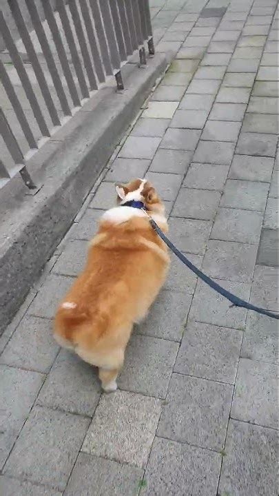 엉덩이가 매력적인 코기 Youtube