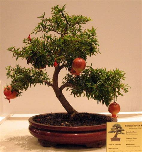 The Cheapest Way Of Propagating A Bonsai Tree Cuttings