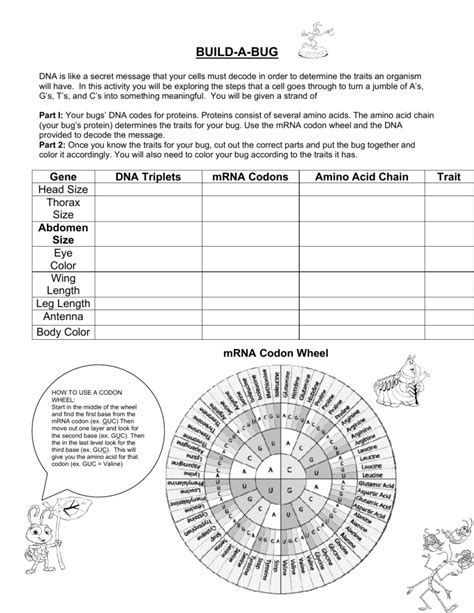 Build A Bug DNA Decoding Worksheet