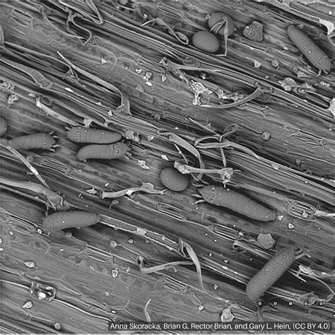 Wheat Mosaic Virus Usu