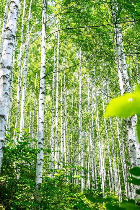 원대리 자작나무 숲 속삭이는 자작나무 숲ko