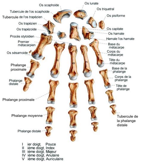Os De La Main Os Des Mains