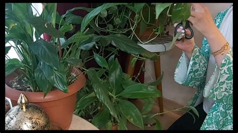 العنايه بالزرع Youtube