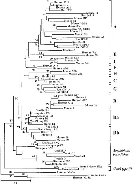 Figure From Evolution Of Immunoglobulin Kappa Chain Variable Region Genes In Vertebrates
