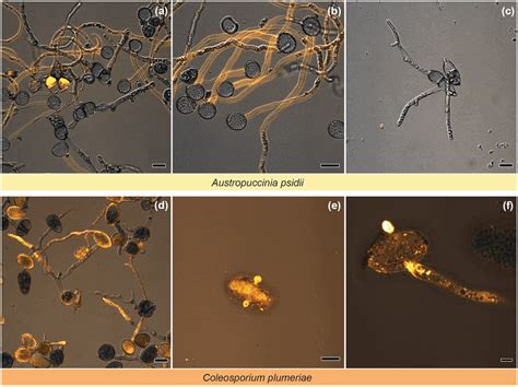 Double‐stranded Rna Dsrna Either Associates Externally Or Is Taken Up Download Scientific