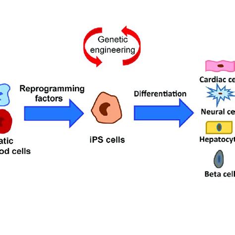 Schematic Representation Of The Workflow For Ipsc Generation And