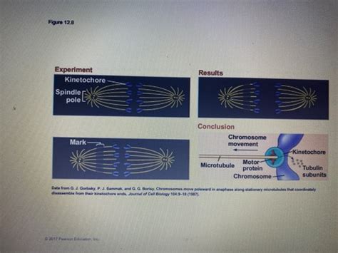 Bio Ch 12 Flashcards Quizlet