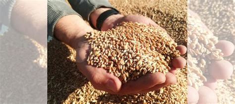 Продам зерно пшеницы купить в Больших Чапурниках по низкой цене Животные и зоотовары Авито