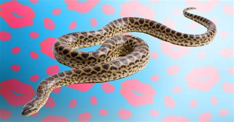 What Is Anaconda Sex Position DaysWhat