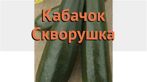 Кабачок обыкновенный Скворушка (skvorushka) 🌿 Скворушка обзор: как ...