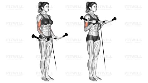 Cable Curl Exercise Guide Video Techniques Benefits How To Muscles Worked Tips And Tricks