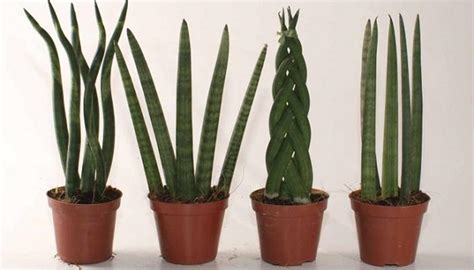 Какие цветы нельзя держать дома