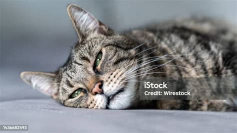 회색 침대 시트에 누워 휴식을 취하는 사랑스러운 Tabby 고양이의 얕은 초점 가축에 대한 스톡 사진 및 기타 이미지 가축 고양이 새끼 고양잇과 Istock