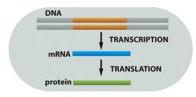 RNA Synthesis Flashcards Quizlet