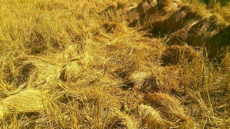 ဂွမြို့ တိုင်ကျိုးကျေးရွာတွင် တောဆင်ရိုင်း၉ကောင် ဖျက်ဆီးမှုကြောင့