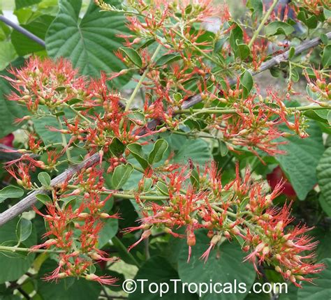 Combretum Microphyllum Combretum Paniculatum Subsp Microphyllum Flame Creeper Burning Bush