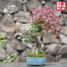 唐枫换土需要剪叶吗 唐枫6月可以摘叶吗 三角枫盆景怎么修剪 大山谷图库