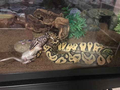 His First Rat Its Not Too Big Is It R Ballpython