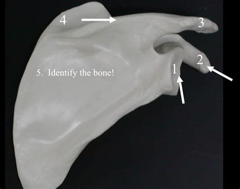 Bones Pt 9 Diagram Quizlet