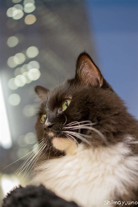 夜景が似合うフィガロ サビ色ねこぐるま