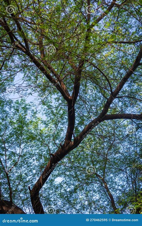 Sunlight Passing Through Tree Leaves In Tropical Forest Stock Image