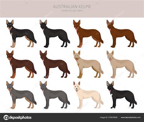 Australian Kelpie All Colours Clipart Different Coat Colors Poses Set