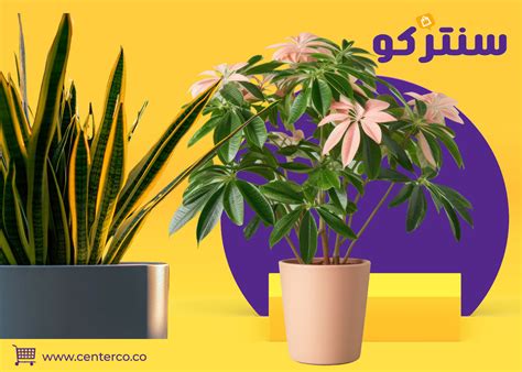 نباتات منزلية لا تحتاج للشمس خضار دائم لمساحتك الداخلية بسهولة سنتركو