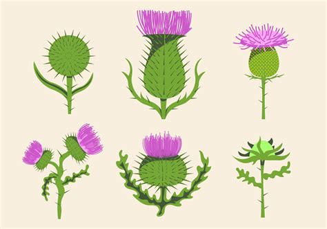 Free Thistle Vector 105865 Vector Art At Vecteezy