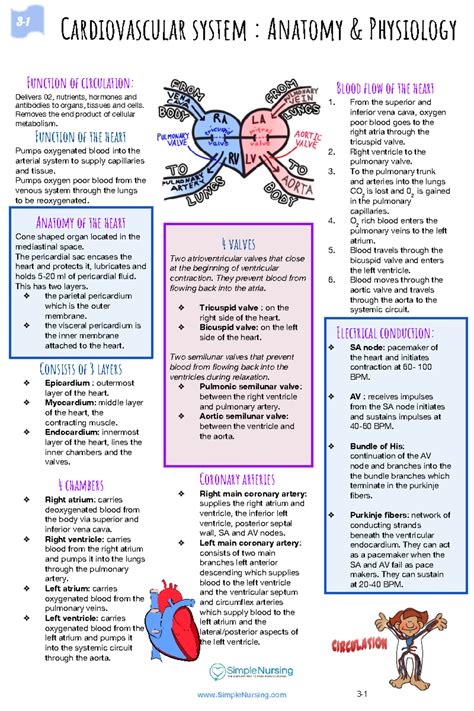 Cardiac Study Guide Blood Flow Of The Heart From The Superior And Inferior Vena Cava Oxygen