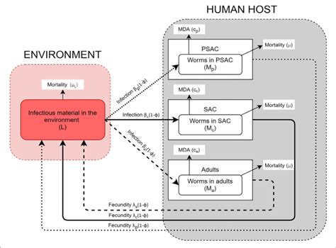 Conceptual Framework Showing A Three Age Structured Model Download Scientific Diagram