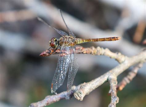 잠자리 곤충 자연 Pixabay의 무료 사진 Pixabay