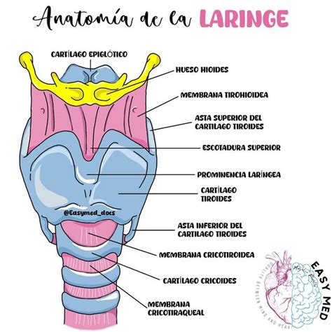 AnatomÍa De La Laringe Easymeddocs Udocz