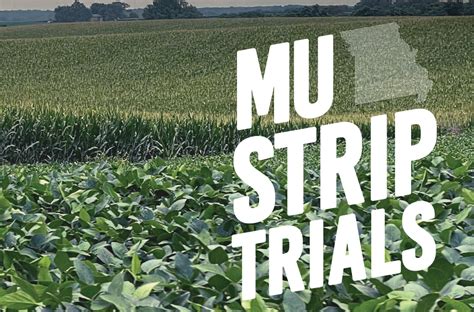 Corn Nitrogen Response Plus Minus Strip Trials Summary 2016 2023 Missouri Fertilizer Control