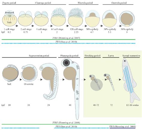 Zebrafish Embryo Anatomy