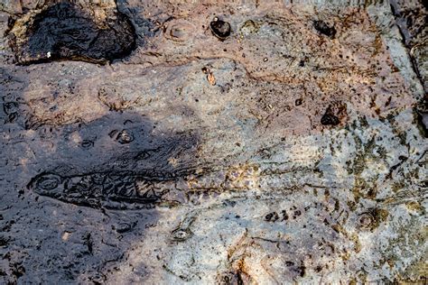 Upper Island Cove Fossil Tour