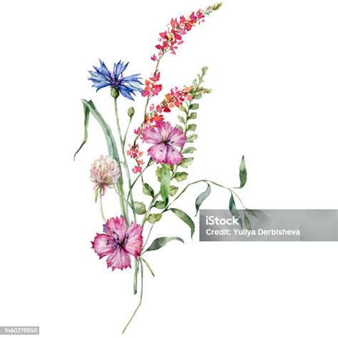 수채화 초원 꽃 현자 카네이션 및 클로버의 꽃다발 흰색 배경에 격리된 야생화의 손으로 그린 꽃 포스터 디자인 인쇄 배경에 대 한 휴일 그림입니다 꽃 식물에 대한 스톡 벡터
