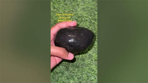 Narsimha Narsingh Natural Narsimha Shaligram Bhagwan Gandaki River Shorts Bhajan Vishnu