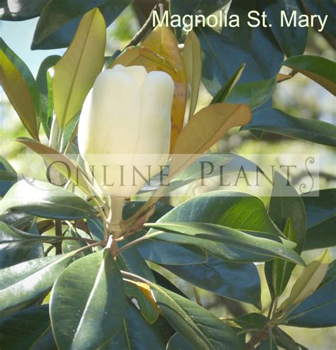 Magnolia Grandiflora St Mary For Sale Online Plants Australia