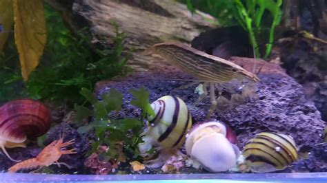 Креветка Банановый Фильтратор первый раз вышла в люди Youtube