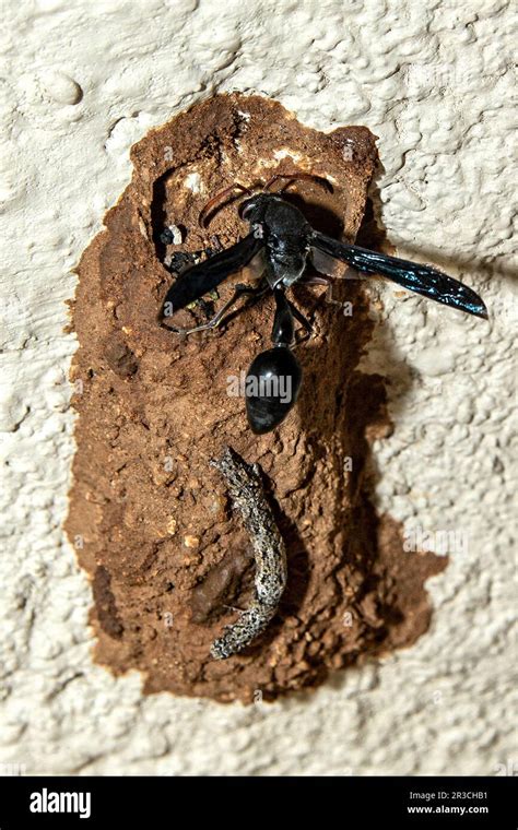 Giant Black Wasp Nest