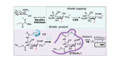 A Kinetic Trapping Approach For Facile Access To 3faxneu5ac And A Photo