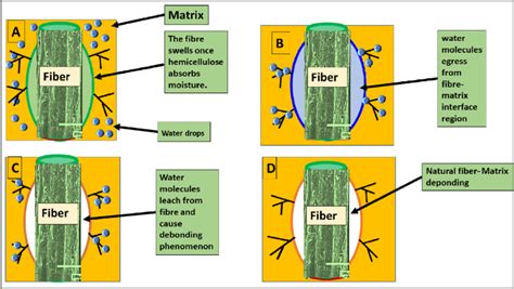 Schematic Representation Of Effect Of Water On Fiber Matrix Interface Download Scientific Diagram