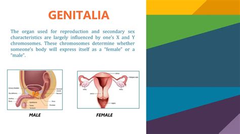 1 Gender And Society Introduction Mod 1 Pptx
