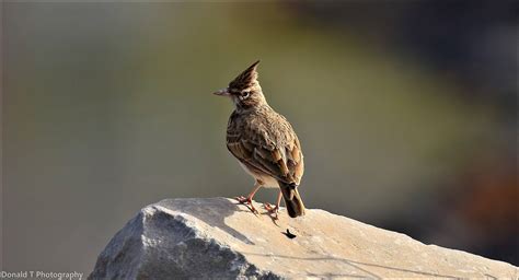 Crested Lark Birdforum